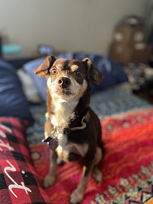 Tampa, FL - Miniature Pinscher/Jack Russell Terrier. Meet Tucker a Pet ...