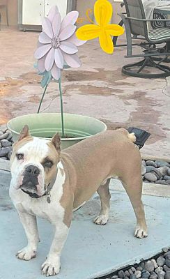 Irvine, CA - English Bulldog/Australian Cattle Dog. Meet Bosley a Pet ...