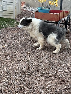 North Las Vegas, NV - Australian Shepherd. Meet Brody a Pet for ...