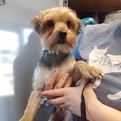Parkersburg, WV - Yorkie, Yorkshire Terrier. Meet Buddy a Pet for ...