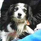 Papillon Puppies - Papillon Rescue and Adoption Near You