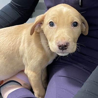 Des Moines, IA - Labrador Retriever. Meet Dolly a Pet for Adoption ...