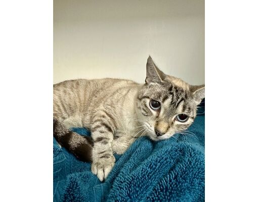 Savannah, GA - Siamese/Mixed Breed (Medium). Meet Albany (Pounce Cat ...