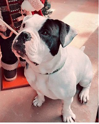 Decatur, GA - American Bulldog. Meet Alexandria Urgently needs a foster ...