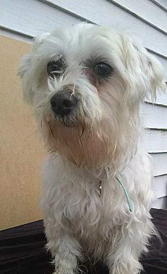Boston, MA - Maltese. Meet Lilly a Pet for Adoption - AdoptaPet.com