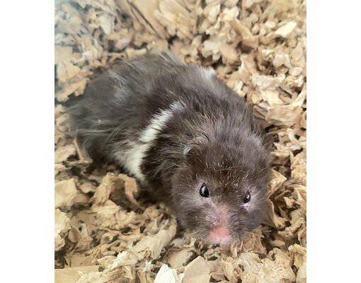 West Valley, UT - Hamster. Meet MR. H a Pet for Adoption - AdoptaPet.com