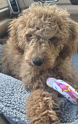 Pt orange, FL - Goldendoodle. Meet Prince a Pet for Adoption ...