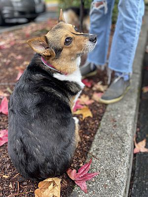 Renton, WA - Corgi. Meet Casey a Pet for Adoption - AdoptaPet.com