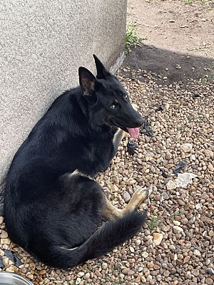 Wimauma, FL - German Shepherd Dog. Meet Kojo (cujo) a Pet for Adoption ...