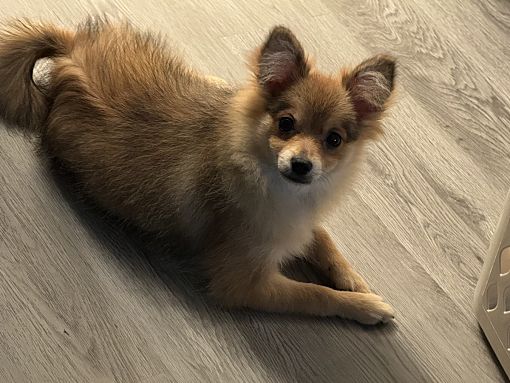 Virginia Beach, VA - Pomeranian. Meet FIBI a Pet for Adoption ...