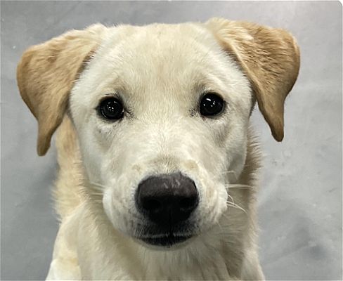 San Ramon, CA - Labrador Retriever/Jindo. Meet Heart a Pet for Adoption ...