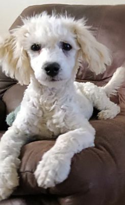 Tucson, AZ - Poodle (Miniature)/Bichon Frise. Meet Marshmallow a Pet ...
