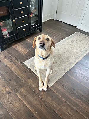 Harrison, NY - Labrador Retriever. Meet Brody-Courtesy Listing a Pet ...