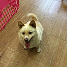 Corgi Puppies - Corgi Rescue and Adoption Near You