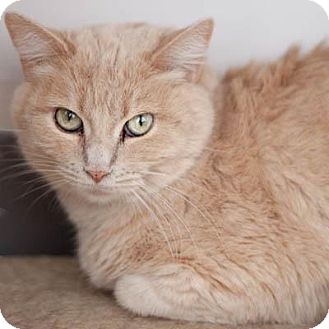 Denver, CO - Domestic Shorthair. Meet Chela a Pet for Adoption.