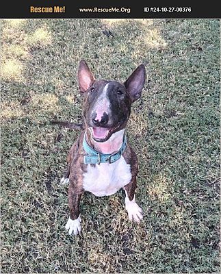 Palm Desert, CA - Bull Terrier. Meet Preston a Pet for Adoption ...