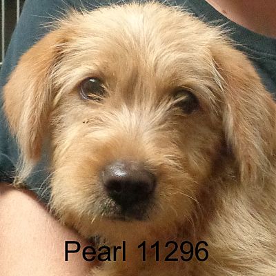 Morganton, NC - Bichon Frise/Labrador Retriever. Meet Pearl a Pet for ...