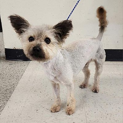 Ladson, SC - Yorkie Poo. Meet Toto a Pet for Adoption - AdoptaPet.com