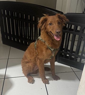 Miami, FL - Goldendoodle. Meet PLUTO a Pet for Adoption - AdoptaPet.com