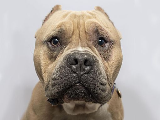 Denver, CO - Pit Bull Terrier. Meet PORTER a Pet for Adoption ...