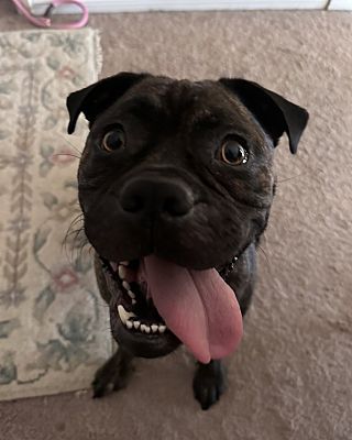 Oxnard, CA - American Pit Bull Terrier/Pug. Meet Pretty a Pet for ...