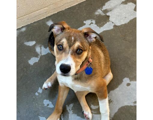 Buellton, CA - German Shepherd Dog/Mixed Breed (Medium). Meet Pluto a Pet for Adoption ...