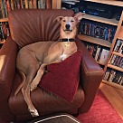 Greyhound Puppies - Greyhound Rescue and Adoption Near You