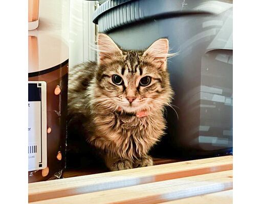 Huntsville, AL - Domestic Longhair/Maine Coon. Meet Iniga Montoya a Pet ...