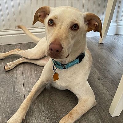 Sunnyvale, CA - Labrador Retriever/Shepherd (Unknown Type). Meet Dune a ...