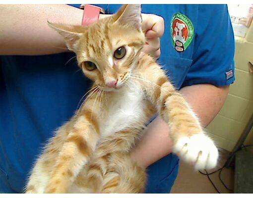 Cookeville, TN - Domestic Shorthair. Meet *POOH SHEISTY* a Pet for ...