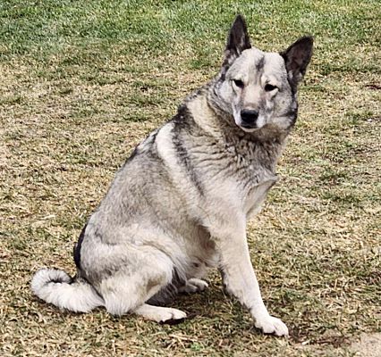 White Oak, PA - Norwegian Elkhound. Meet Shelby a Pet for Adoption ...