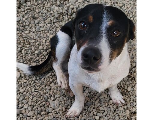 San Pablo, CA - Jack Russell Terrier. Meet MJ_stray 0602 a Pet for ...