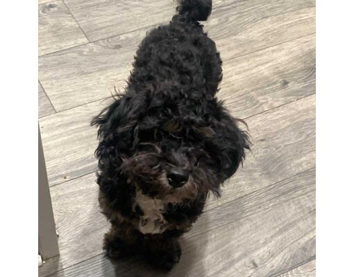 Savannah, GA - Shih Tzu. Meet Cuddle-Britches a Pet for Adoption ...