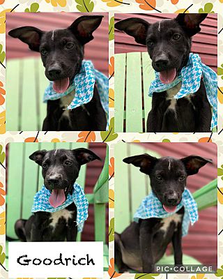 Ringwood, NJ - Sheltie, Shetland Sheepdog/Labrador Retriever. Meet ...