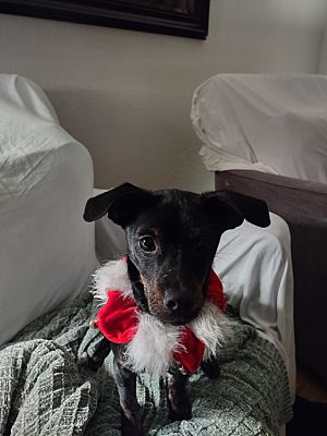 Chico, CA - Jack Russell Terrier/Dachshund. Meet Rascal a Pet for ...