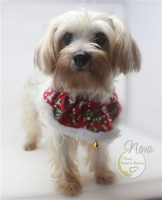 Benton, LA - Yorkie, Yorkshire Terrier. Meet Nova a Pet for Adoption ...