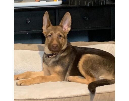 Eastford, CT - German Shepherd Dog. Meet NY Sansa Avail May 4 (Choice ...