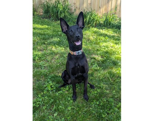 Louisville, KY - Labrador Retriever/Dutch Shepherd. Meet Fury a Pet for ...