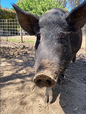 Napa, CA - Pig (Farm). Meet Dahlia a Pet for Adoption - AdoptaPet.com