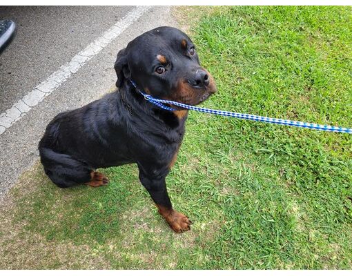 Houston, TX - Rottweiler. Meet A621022 a Pet for Adoption - AdoptaPet.com