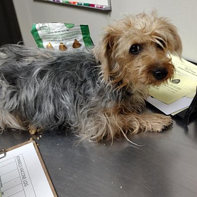 Gilbert, AZ - Yorkie, Yorkshire Terrier/Shepherd (Unknown Type). Meet ...