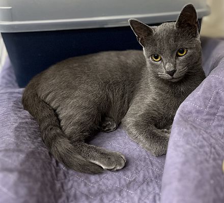 Harrison, NY - Domestic Shorthair. Meet Mia a Pet for Adoption ...