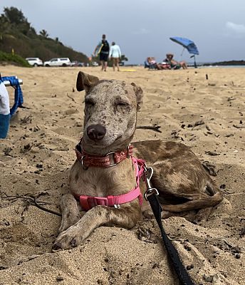 New York, NY - Catahoula Leopard Dog/Whippet. Meet Mattie a Pet for ...