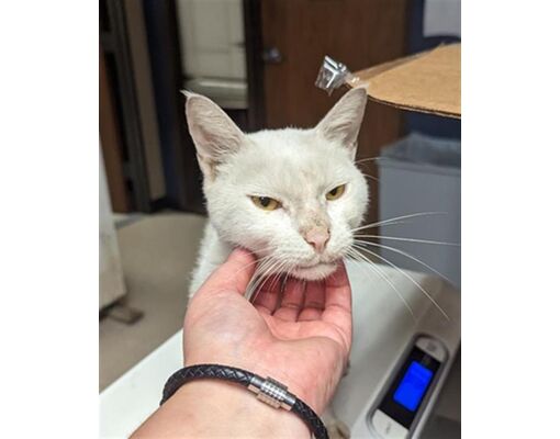 Conroe, TX - Domestic Shorthair. Meet BOB a Pet for Adoption ...