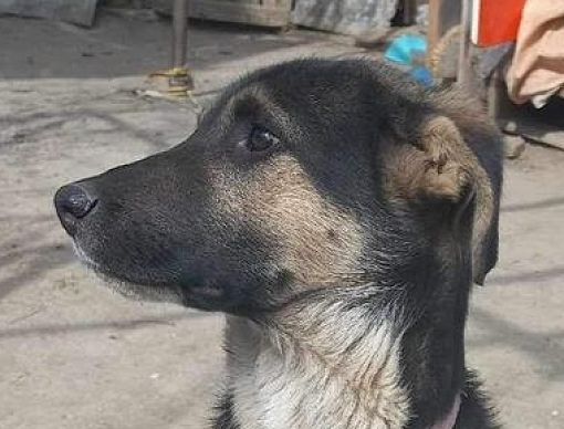 Langley, BC - Australian Shepherd/Canaan Dog. Meet BALOO -Adoption ...