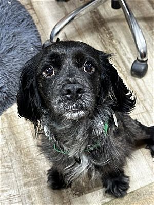 Boston, MA - Cocker Spaniel. Meet Kevin a Pet for Adoption - AdoptaPet.com