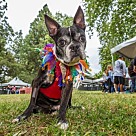 Boston Terrier Puppies - Boston Terrier Rescue and Adoption