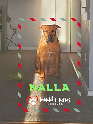 Council Bluffs, IA - Rhodesian Ridgeback/Shar Pei. Meet Nalla (Courtesy ...