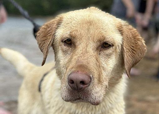 Mishawaka, IN - Labrador Retriever. Meet Vanilla Bean Yellow Lab. a Pet ...