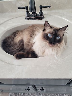 Warr Acres, OK - Ragdoll. Meet Panda a Pet for Adoption - AdoptaPet.com